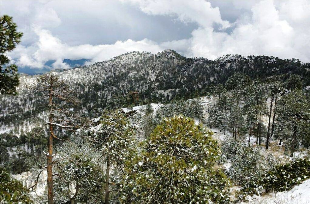 Guardián Forestal vigilará Biósfera de la Monarca y Pico de Tancítaro ...